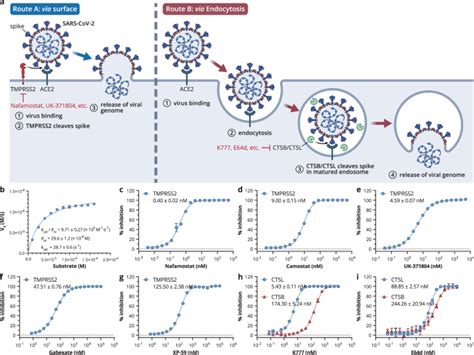 基于结构的 Sars Cov 2 进入双途径抑制剂的发现 Nature Communications X Mol