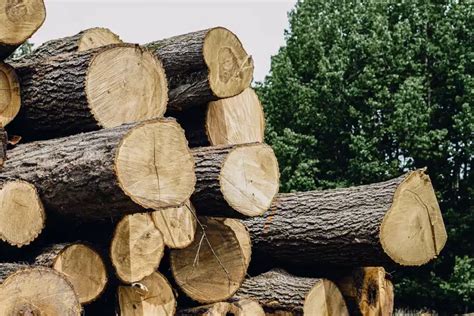 Thinning In Forestry Benefits For Sustainable Forest Management