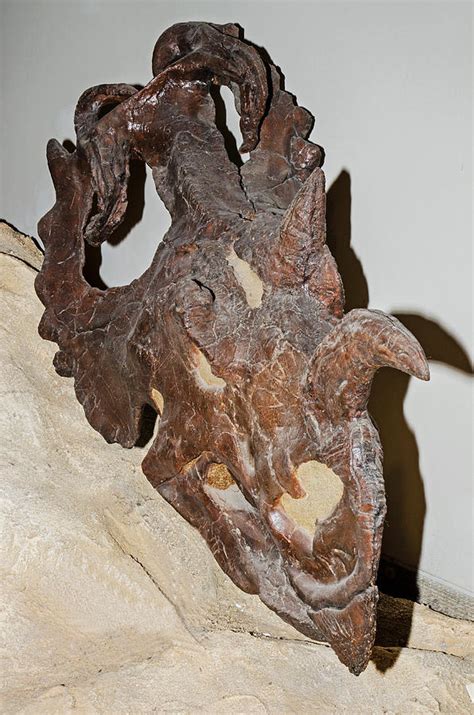 Centrosaurus Skull Fossil Photograph By Millard H Sharp Fine Art America