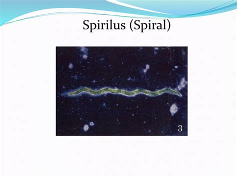 Classification Of Microbes Neeraj Sarman Pptx