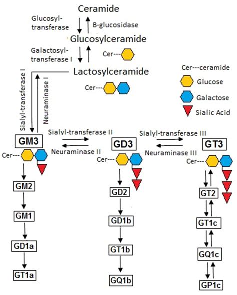 Ganglioside