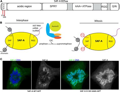 Frontiers Dynamic Redistribution And Inheritance Of Chromatin Rna