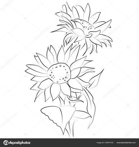 Sunflower Outline Drawing Vector Best Flower Site