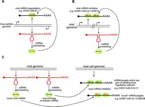 Viral And Cellular MicroRNAs As Determinants Of Viral Pathogenesis And Immunity Cell Host Microbe