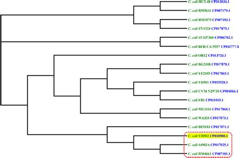 Phylogenetic Tree Of C Coli Strains Based On Whole Genome Single Download Scientific Diagram