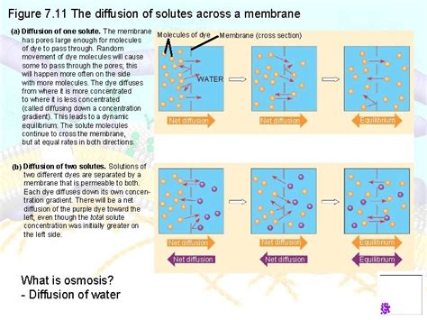 Chapter 7 Membrane Structure Function 1 What Do