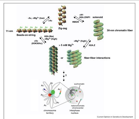 Figure From Chromatin Higher Order Structures And Gene Regulation Semantic Scholar