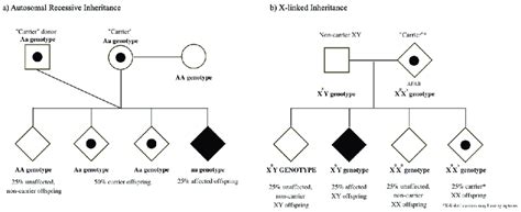 A Autosomal Recessive Inheritance Pattern Same Sex Couple Conceiving Download Scientific A Autosomal Recessive Inheritance Pattern Same Sex Couple Conceiving Download Scientific