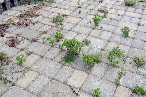 How To Plant Grass Between Pavers At Alex Mckean Blog