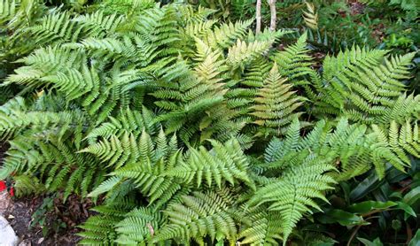 Autumn Fern Evergreen Zone 7 At Evelyn Lawson Blog
