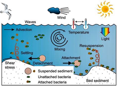 Water Sediments And Particulates