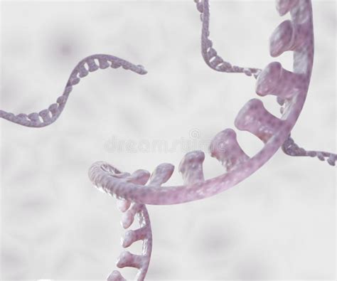 Ribonucleic Acid Or Rna Is A Nucleic Acid Present In All Living Cells That Has Structural