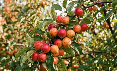 Crab Apples 20 Benefits Side Effects And How Much To Eat