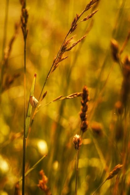 Premium Photo Close Up Of Slug In Field