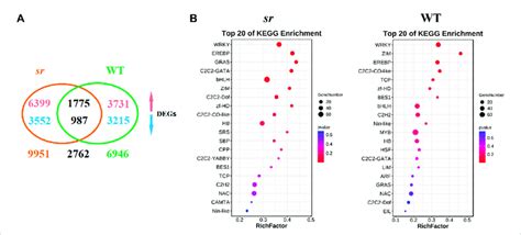 Deg Identification And Enrichment Analysis Between Susceptible Wt And