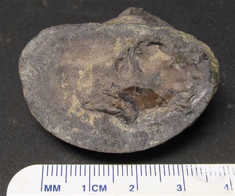 Placoderm Toothplate Member Collections The Fossil Forum