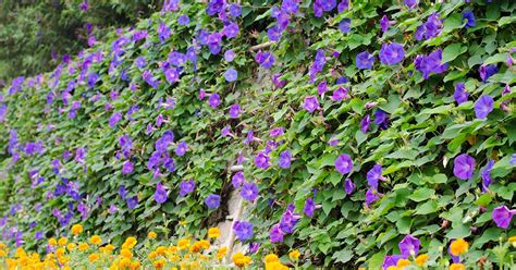 Morning Glory Vine