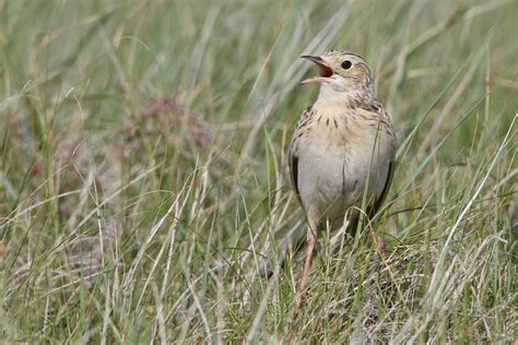 Spragues Pipit Audubon Field Guide