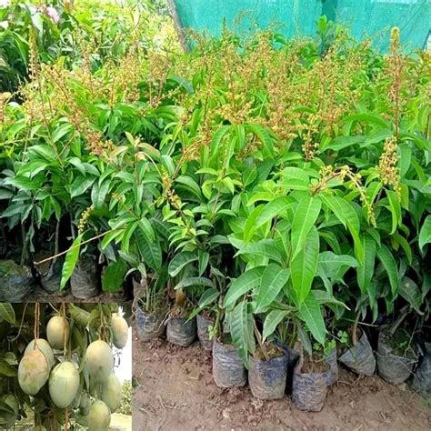Mango Tree At ₹ 60piece Mango Plant In Saharanpur Id 2852510407688