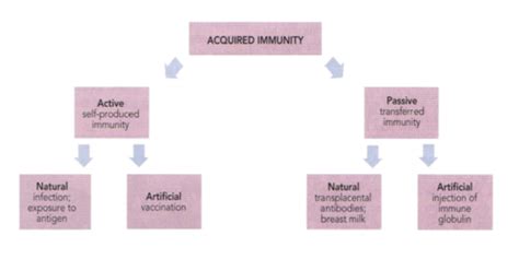 Immunology 45 Adaptive Immunity Flashcards Quizlet