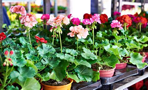 Potted Geraniums