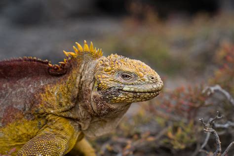 Galapagos Species That Are Back From The Brink