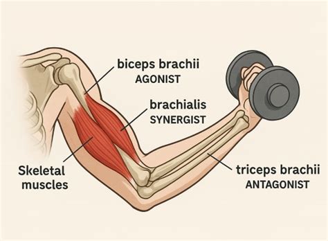 What Are Synergist Muscles Definition Types And Coaching Examples