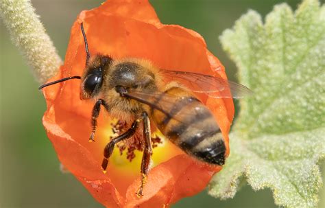 Magic Honey Bee Globe Mallow H 58 Beestill Archival Cards And Prints