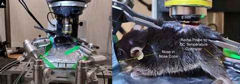 In Vivo Calcium Imaging Of Neuronal Ensembles In Networks Of Primary