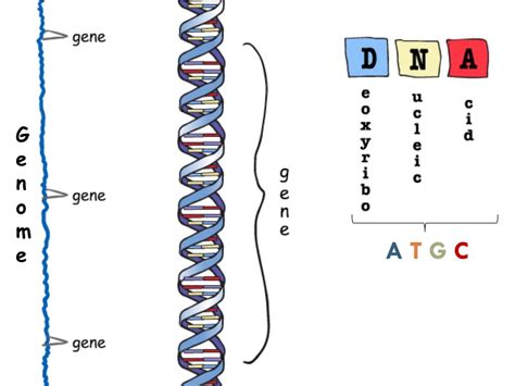 Ppt Identification Of Copy Number Variants Using Genome Graphs