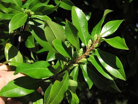 Prunus Caroliniana Leaf