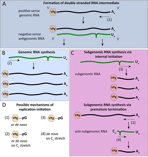Dna Polymerase Diagram
