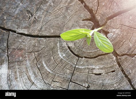 Strong And Development As Business And Success Concept Small Tree Growing Up From Old Trunk