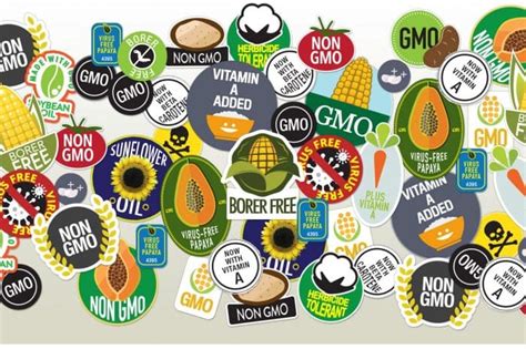 Genetically Modified Plants And Its Impact On The Human Health Gmo Safety