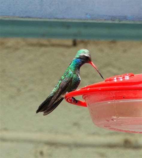 Bird Quiz Small Passerines