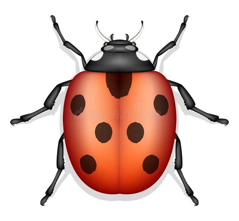 Ladybug Insect Vector Isolated Stock Vector Illustration Of Design Black 77463588