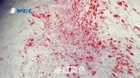 油红染色 知乎
