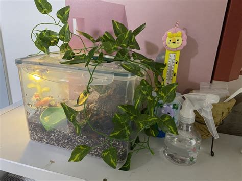 [초등 방과후 생명과학] ‘소라게키우기 은근히 빠져드는 소라게라이프~ 네이버 블로그