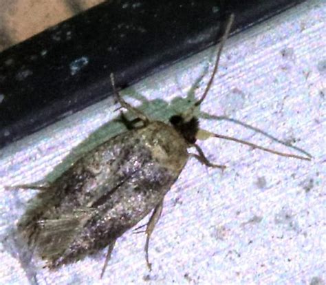 Zimmermannia BugGuide Net