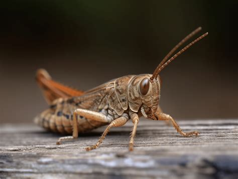 Brown Grasshopper Spiritual Meaning And Symbolism 9 Omens
