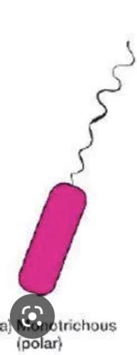 Basic Microbio Terms LEC Flashcards Quizlet