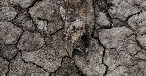La Severa Sequía En La Amazonía Brasileña Afecta A 633000 Personas Y