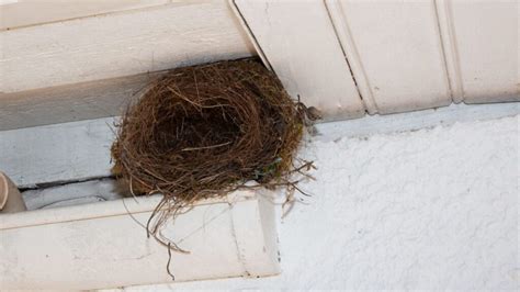 Ottawa Homes Remove Bird Nest From Your Home Vent