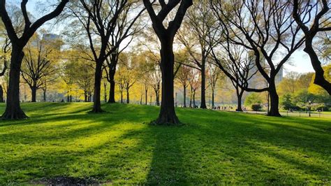 Premium Photo Trees In Park
