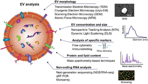 Main Analysis Techniques For Extracellular Vesicles The Analyses Download Scientific Diagram