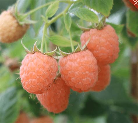 Golden Everbearing Raspberries Seeds2plate