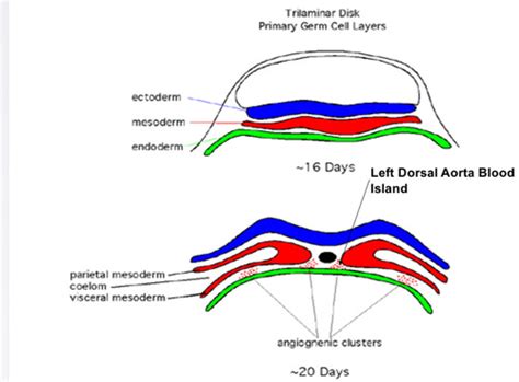 Cardiovascular Development Flashcards Quizlet