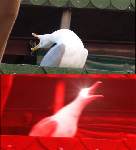 Screaming Bird Blank Template Imgflip