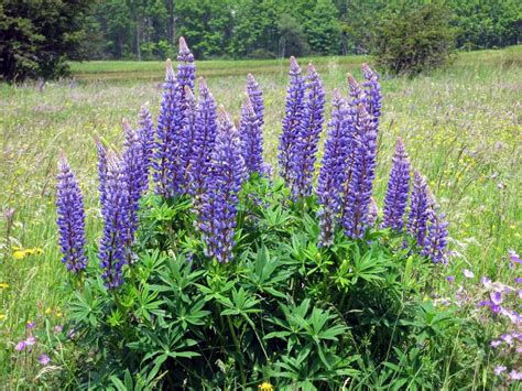 Lupinus Lupine Lupin A To Z Flowers