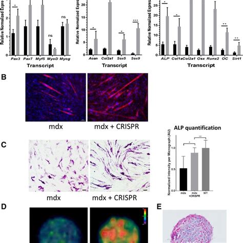 Clustered Regularly Interspaced Short Palindromic Repeats Download Scientific Diagram